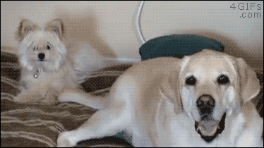 Funny Dog Slap Gif
