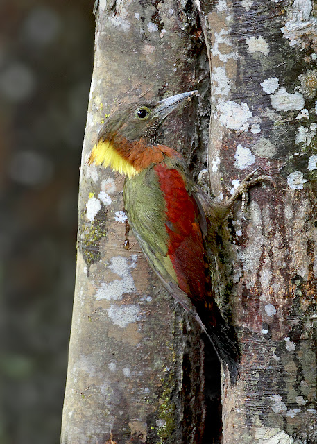 The colourful birds of Fraser's Hill