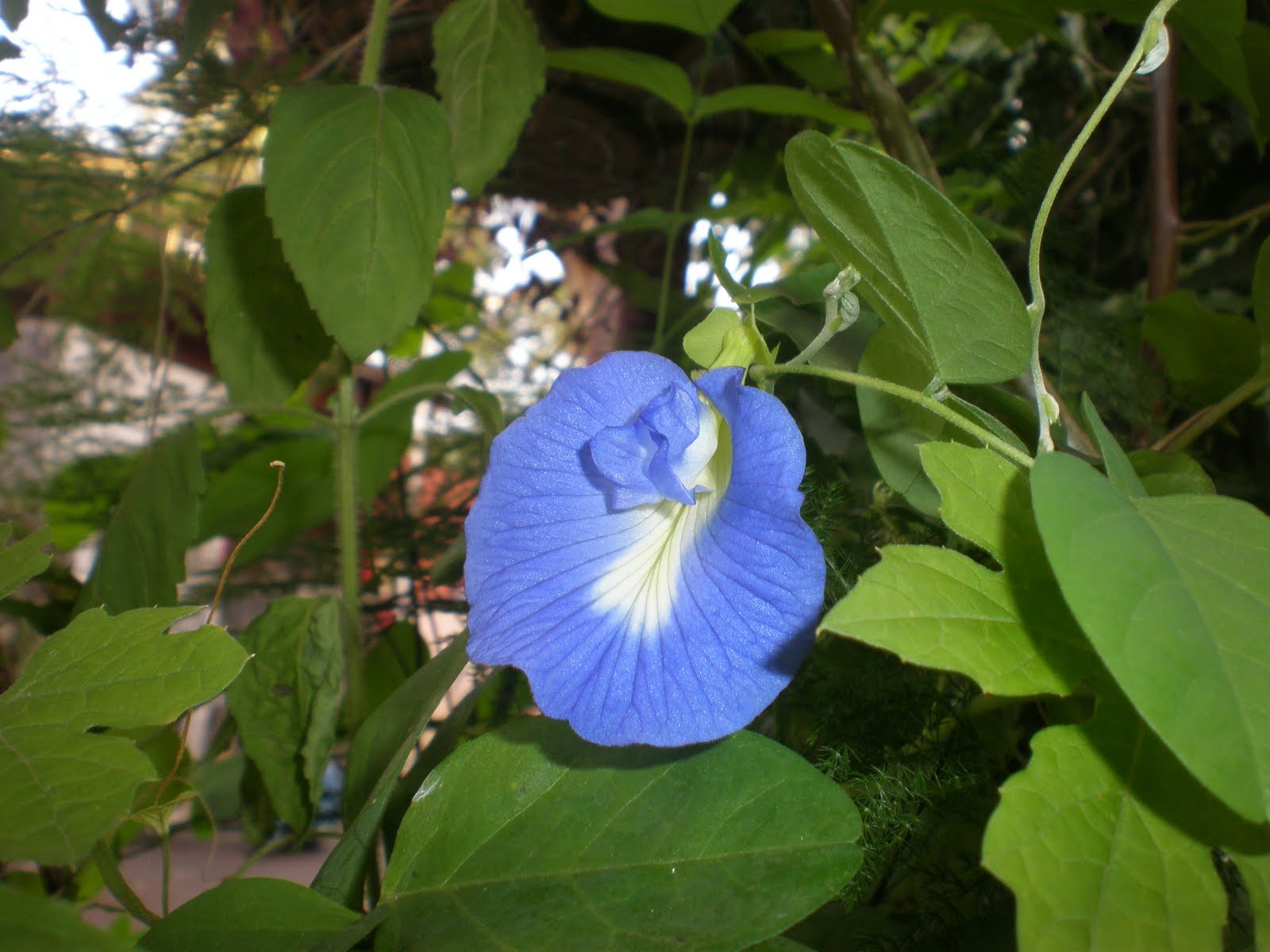 Chitra's Garden: January 2012