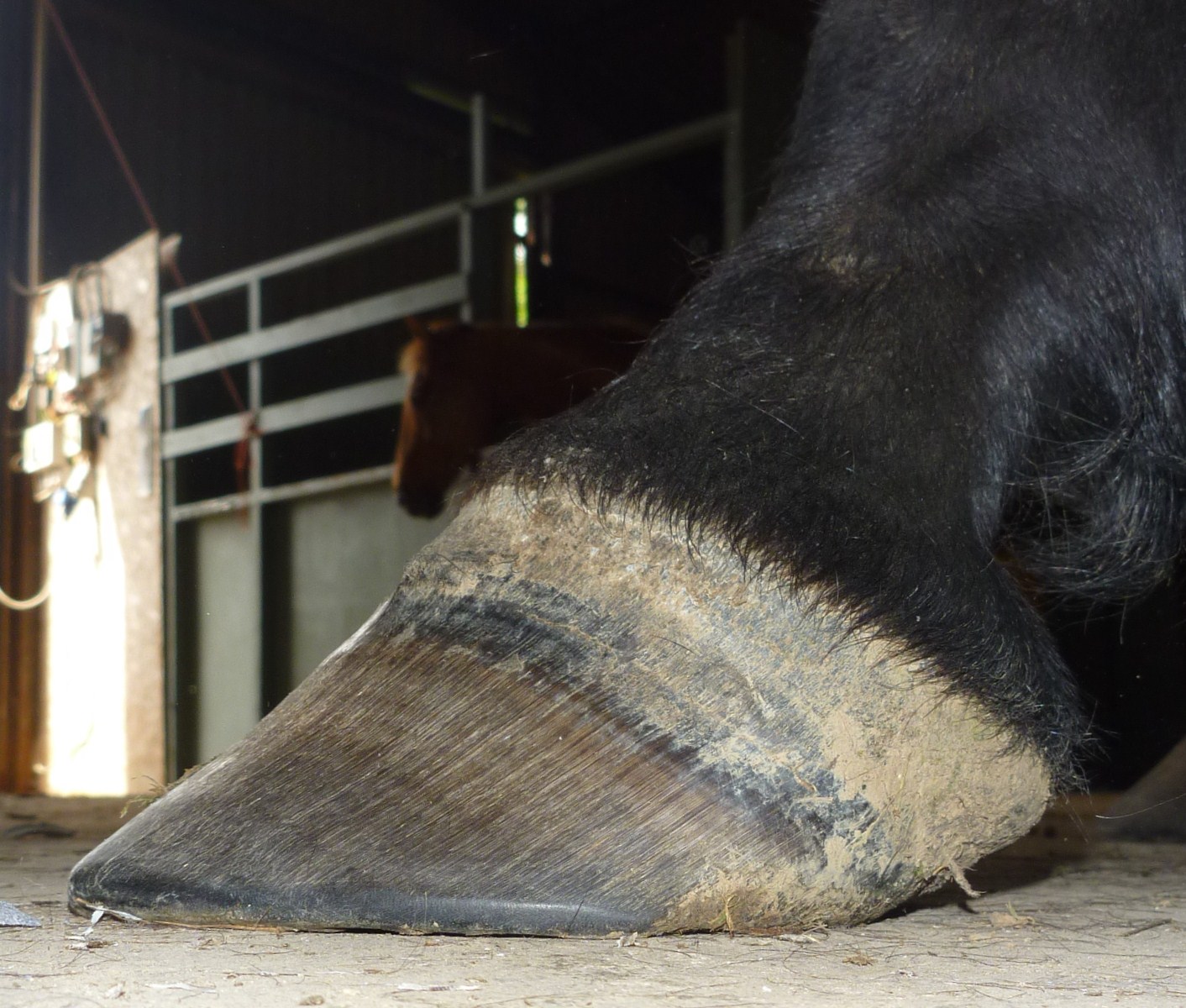 Barefoot Horse Blog: Seedy toe, abscess and 'false' sole ...........