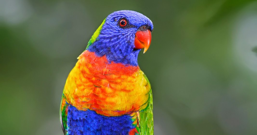 7 Burung Tercantik di Dunia ~ Hot Issue 99