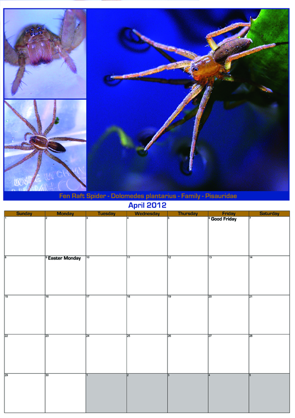 Arachnerds: Spiders Calendar 2012