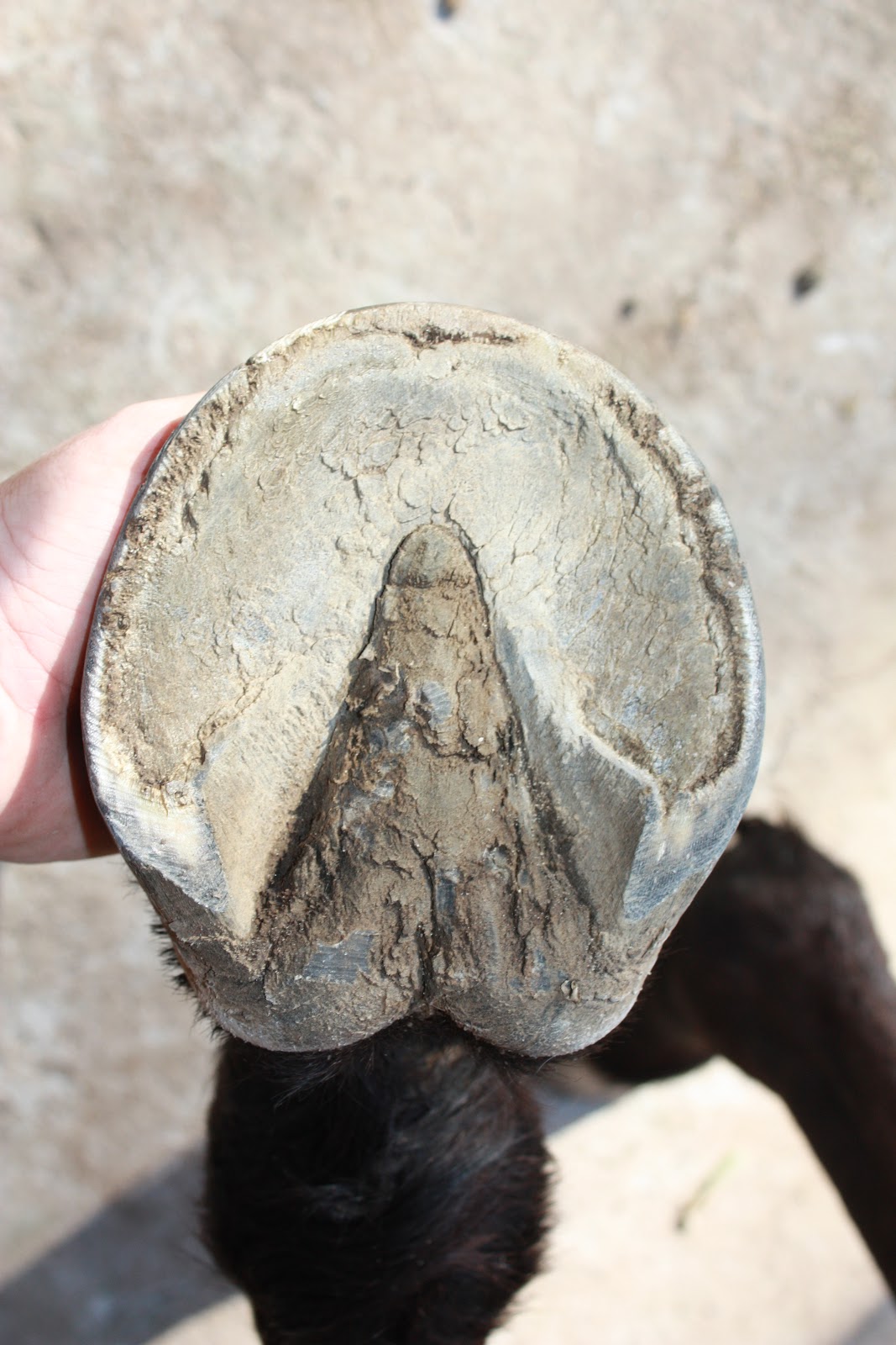 The Glorious Hoof: Adventures with Hoof Casts