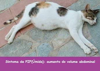 Peritonite Infecciosa Felina (PIF): Sintomas, tratamento e prevenção