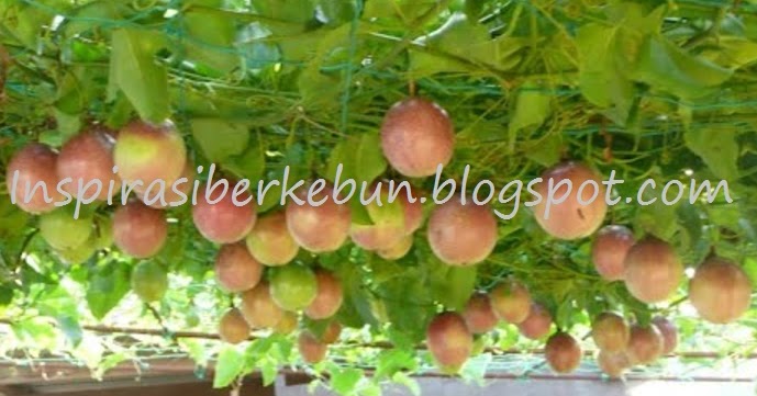 Cara Menanam Markisa Agar Cepat Berbuah Lebat