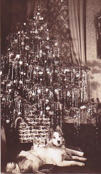 Funny Vintage Pictures of Dogs and Cats Greeting Christmas ~ Vintage ...