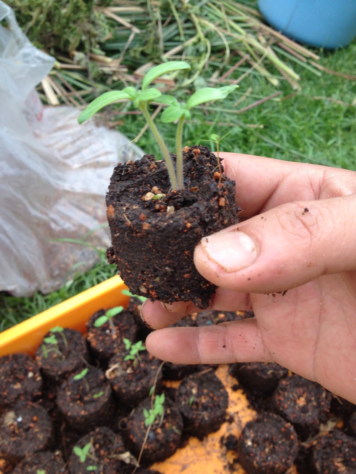 My Home My Garden My Rules