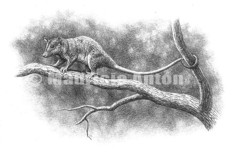 El Pensieve de Dinorider: Peradectes - Cretácico norteamericano y ...