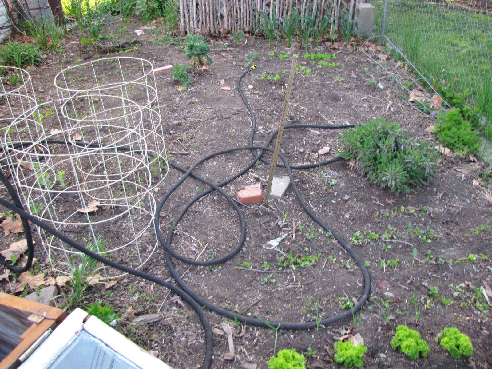 A Corner Garden: Vegetable Garden