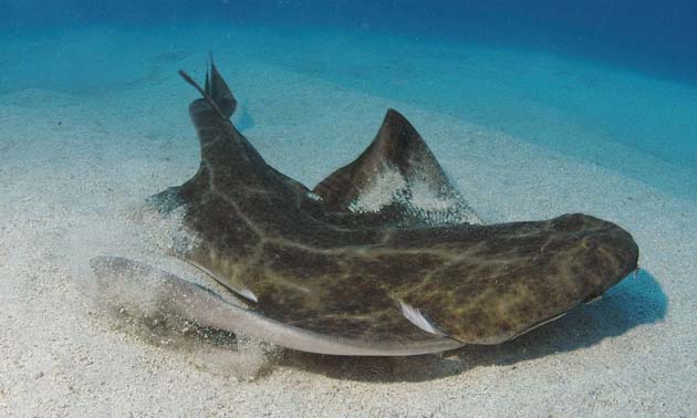 Squatina oculata, The Smooth Back Angelshark