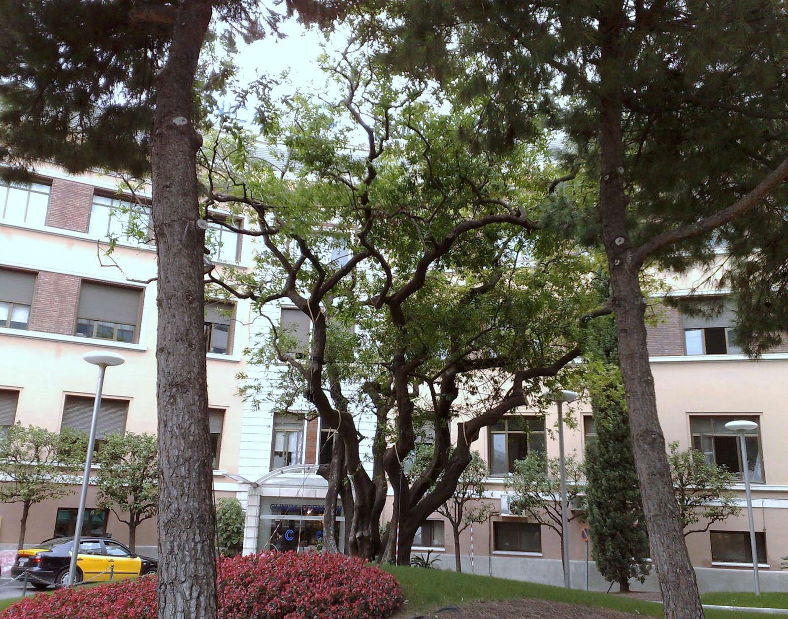 Árboles con alma: Cóculo. Cocul. (Cocculus laurifolius)