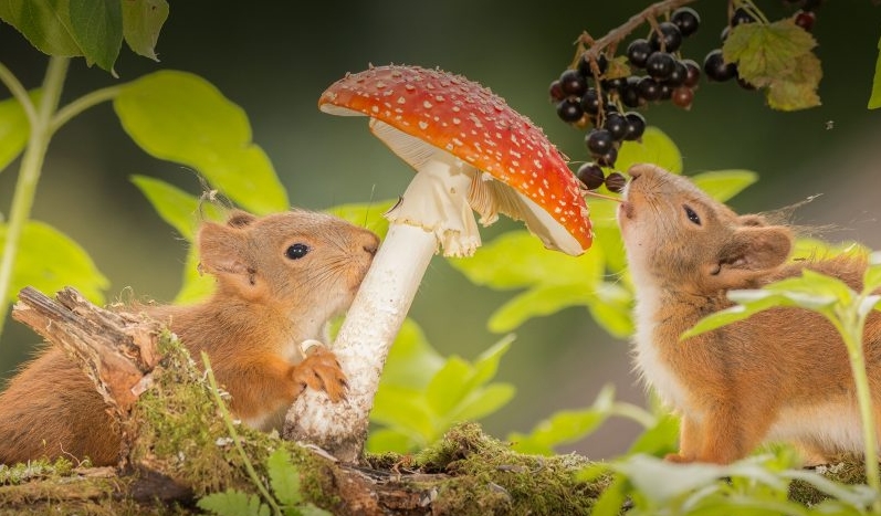 White Wolf : These squirrels are so excited for Autumn and Pumpkins
