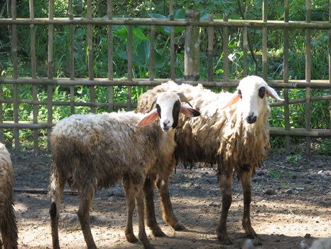 EKOGEO: DOMBA : HEWAN PENGHASIL WOL