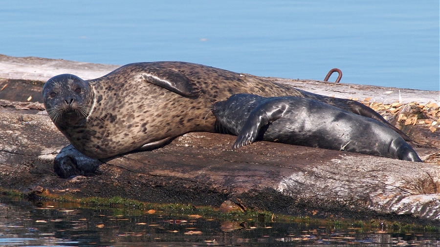 Powell River in Photos: Harbour Seal Parenting