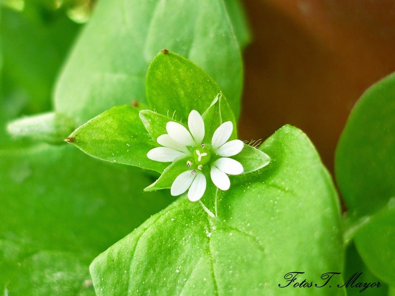 Flores y plantas silvestres: " Stellaria media ". Pamplina, Hierba ...