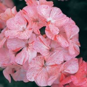 Brier Rose Garden: Annuals I will be growing from seeds this year...so ...