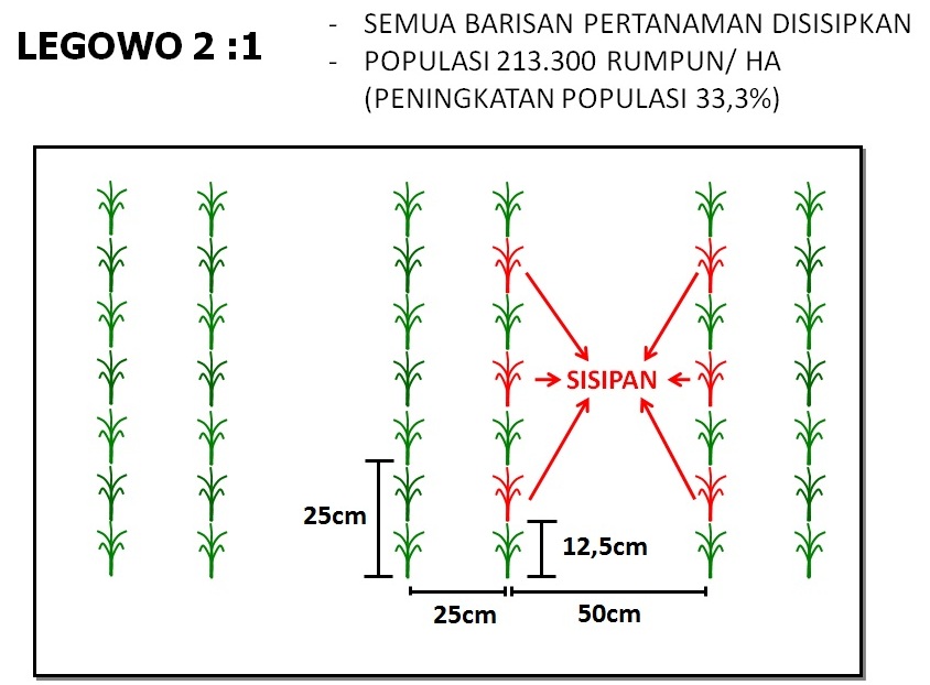 CARA BERCOCOK TANAM PADI DENGAN SISTEM JAJAR LEGOWO - pemuda tani