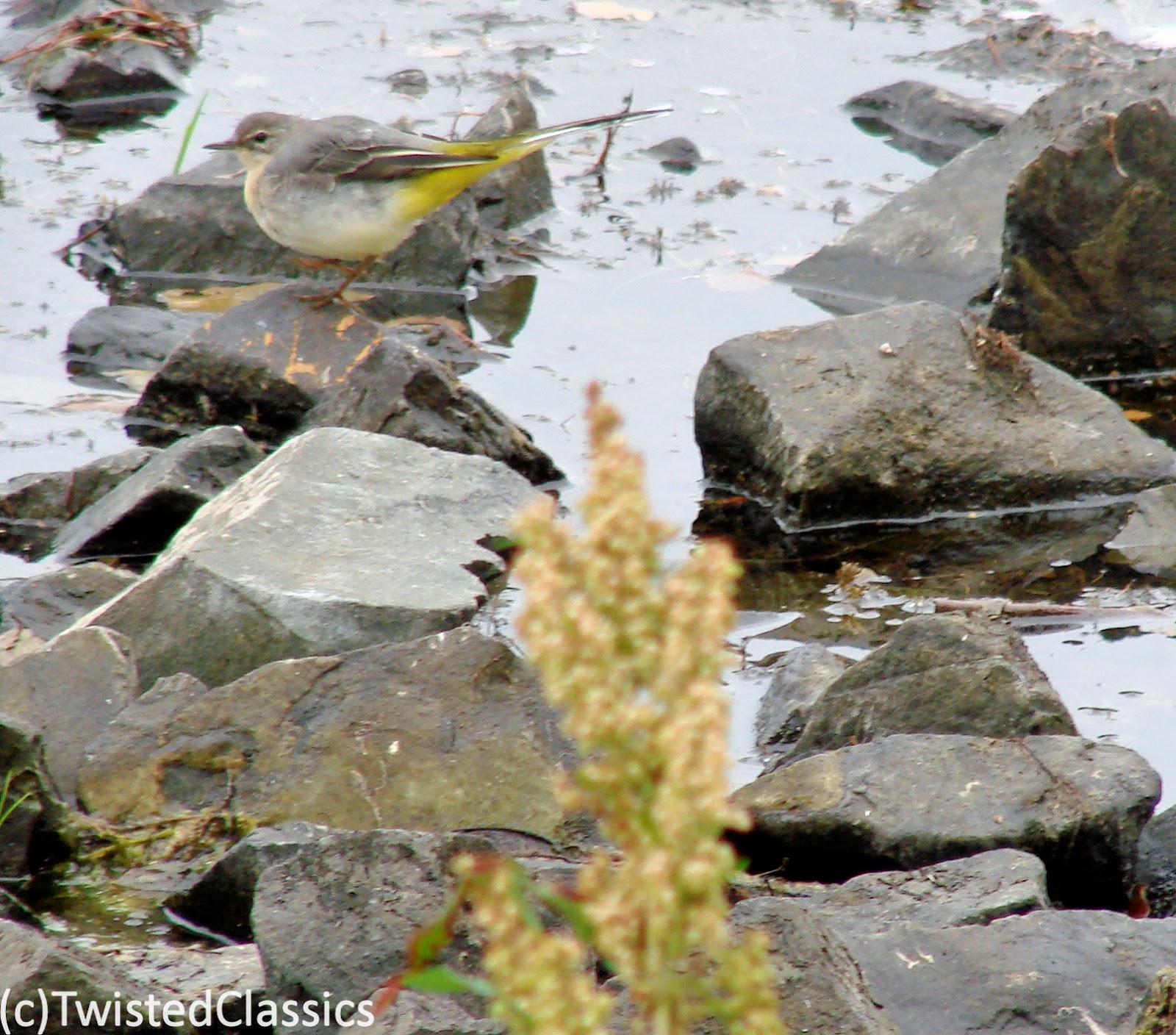 Birds and wildlife: Redshanks and Mallards enjoying Musselburgh lagoons ...