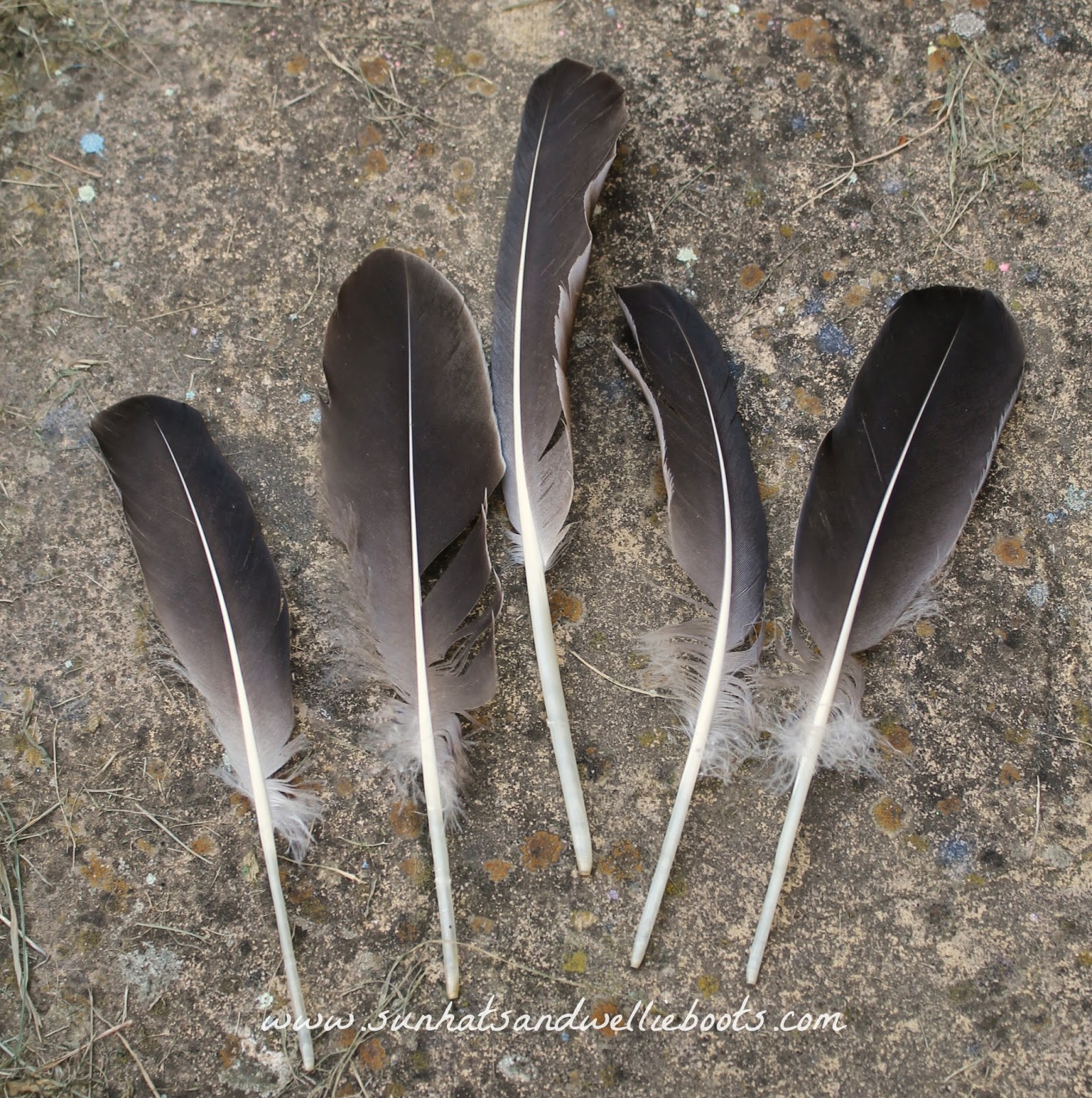 Sun Hats & Wellie Boots: How to Turn a Feather into a Quill Pen ... Sun Hats & Wellie Boots: How to Turn a Feather into a Quill Pen ...