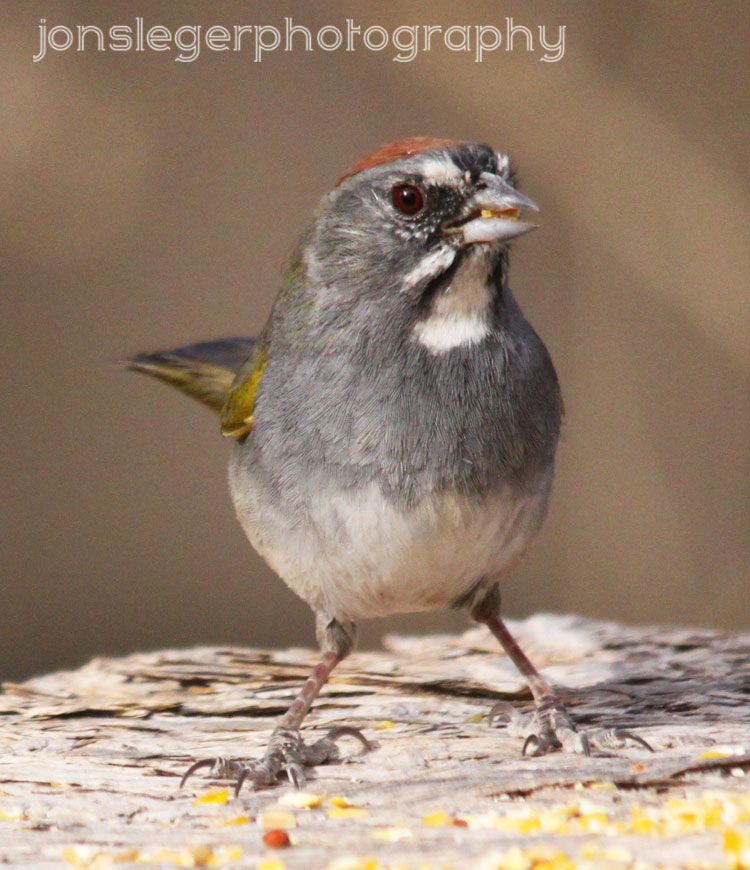 Northern Illinois Birder: Green-tailed Towhees and Spotted Towhee at ...