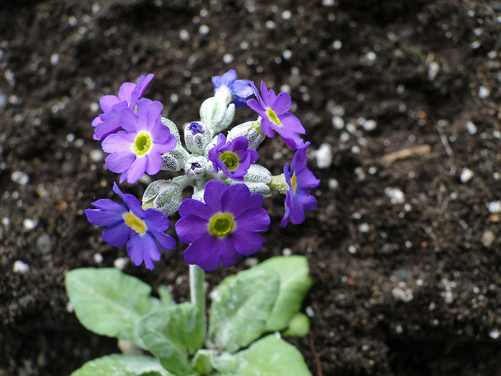 Meconopsis World - A Visual Reference: Primula scotica
