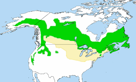 Wolves, Wolf Facts, Cougars, Cougar Facts, Coyotes, Coyote Facts ...