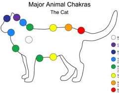 REIKI CURA HOLISTICA.: OS CHAKRAS DOS ANIMAIS