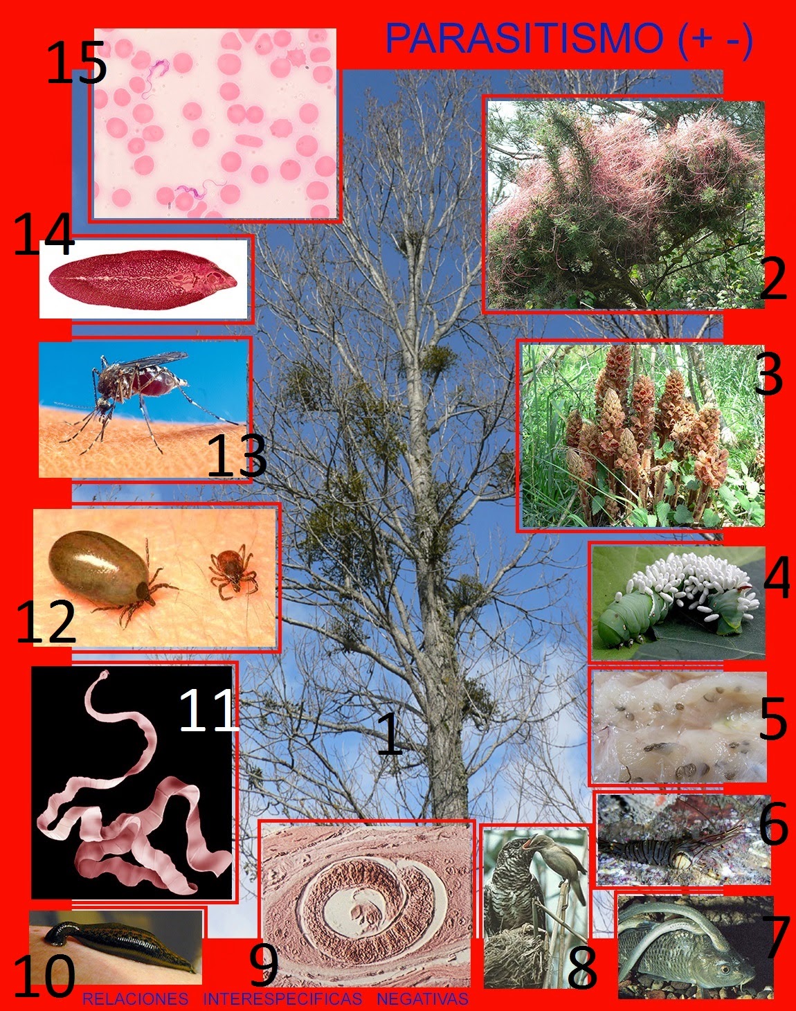 CURIOSIDADES CIENTÍFICAS : PARASITISMO