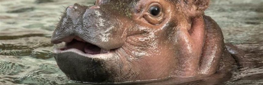 A woman who suffered physical abuse near the hippo - MovieBDNews.Com