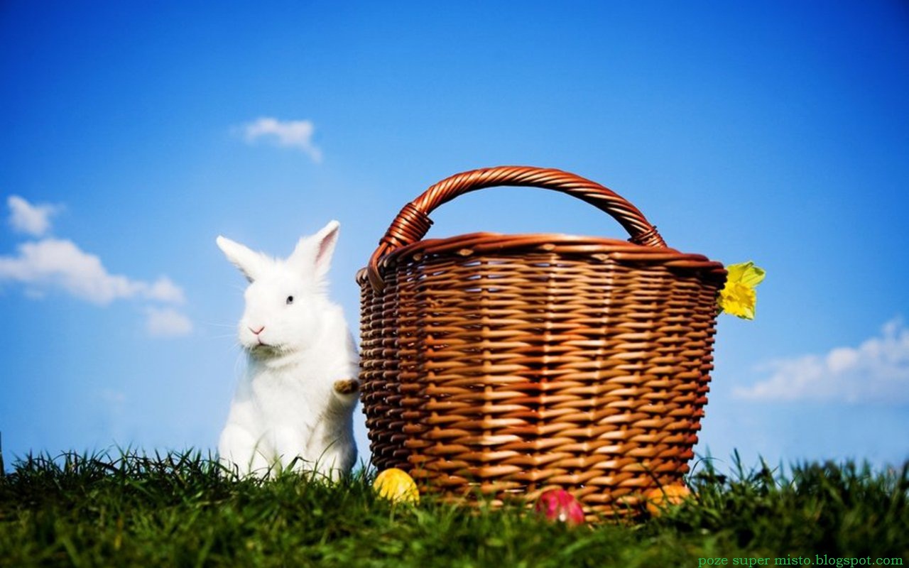 Imagini de Paste - iepurasi si puisori | Poze Super Misto