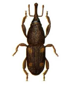 entomolog: Caruncho dos cereais