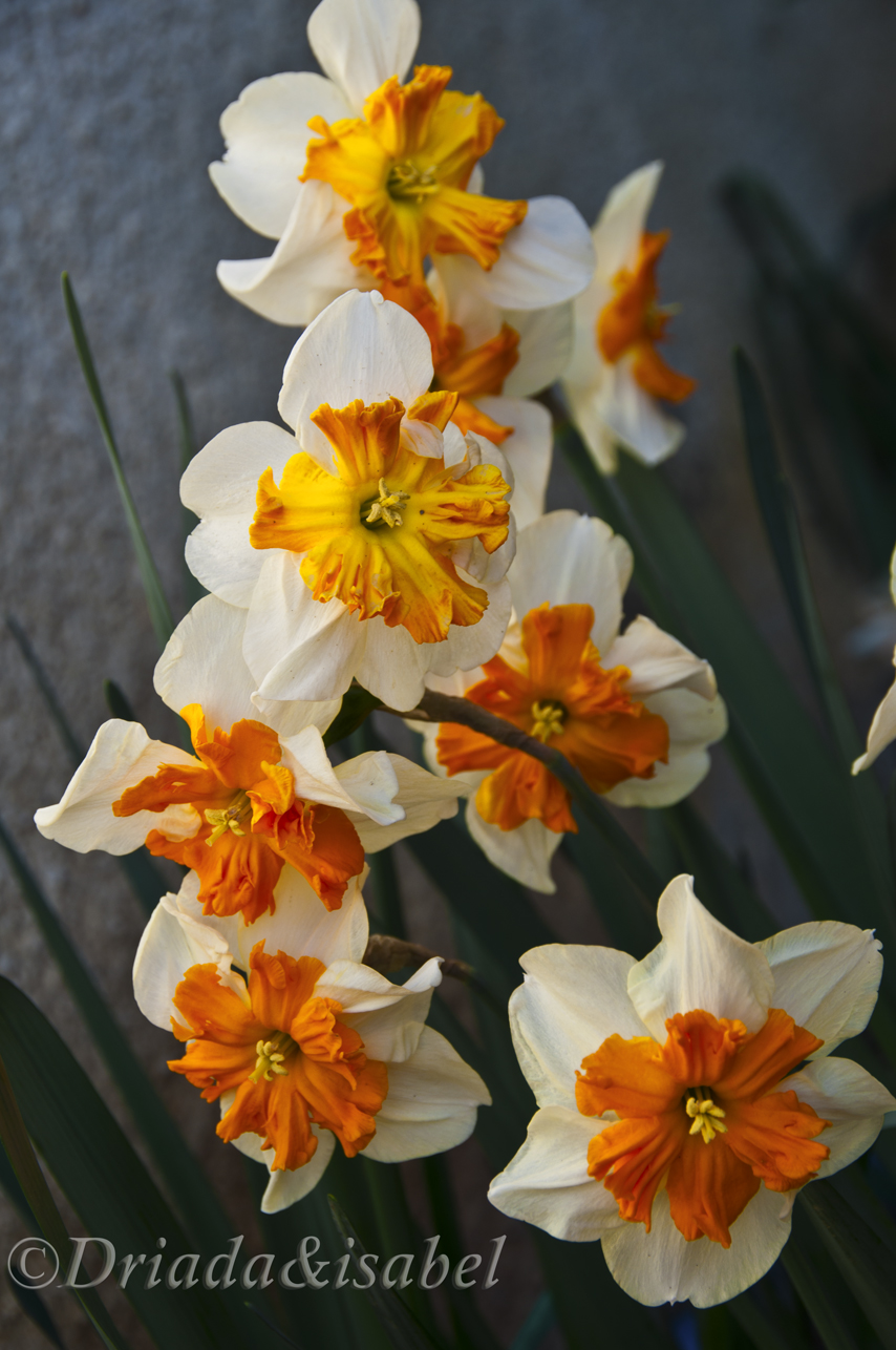 LA MAGIA DE MI JARDIN: NARCISOS