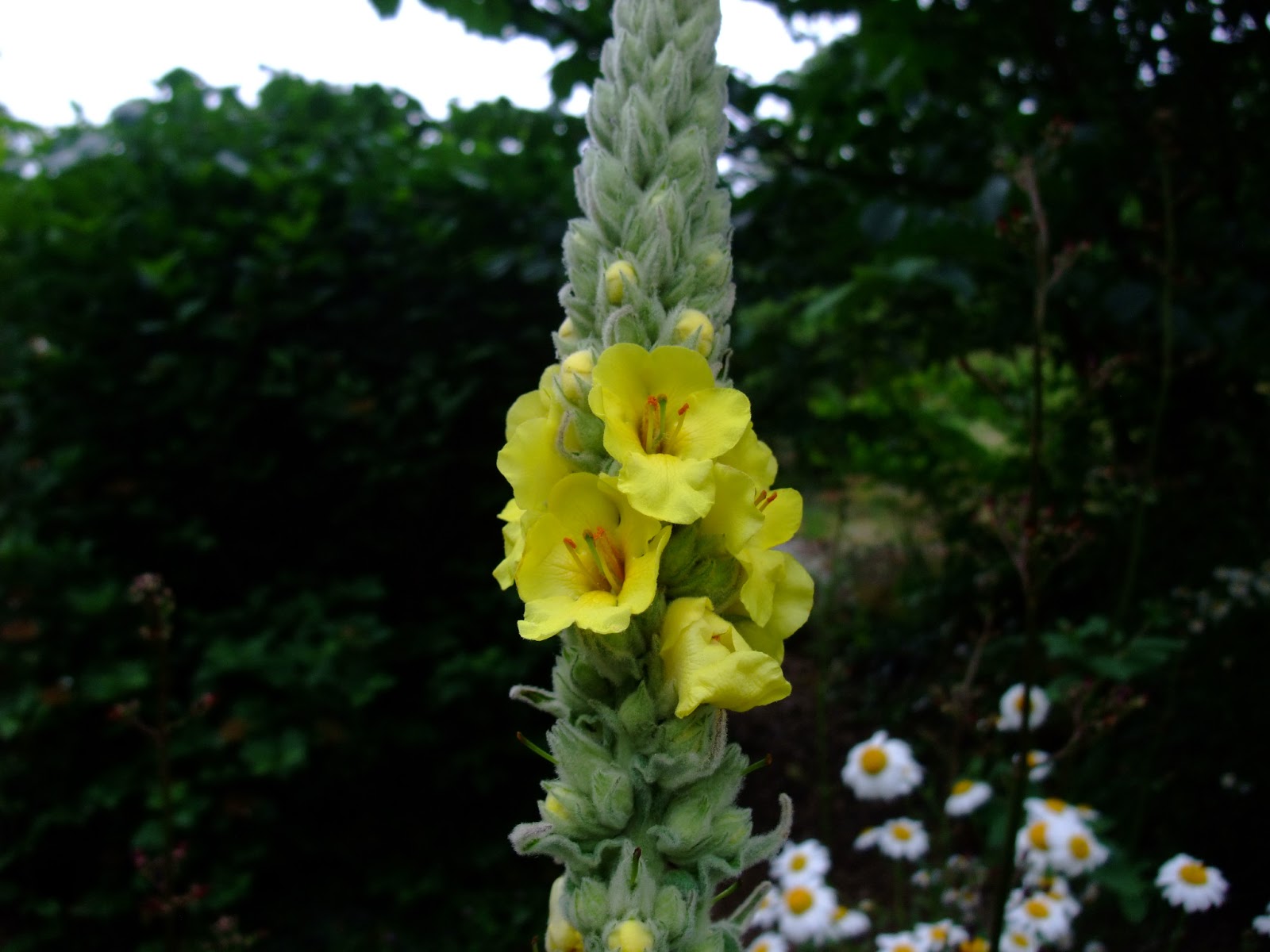 HERBAL PICNIC: MULLEIN