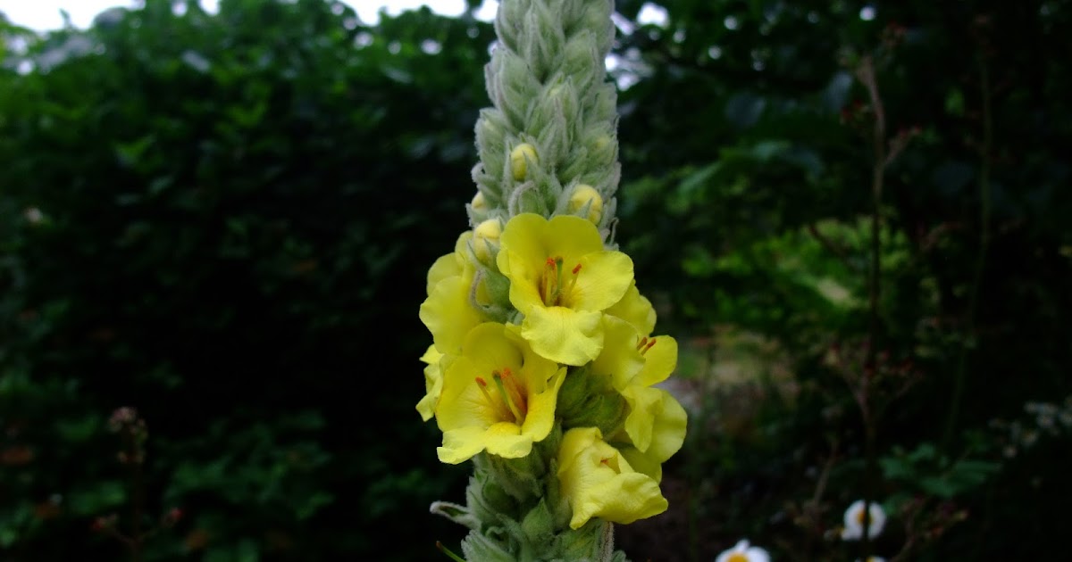 HERBAL PICNIC: MULLEIN