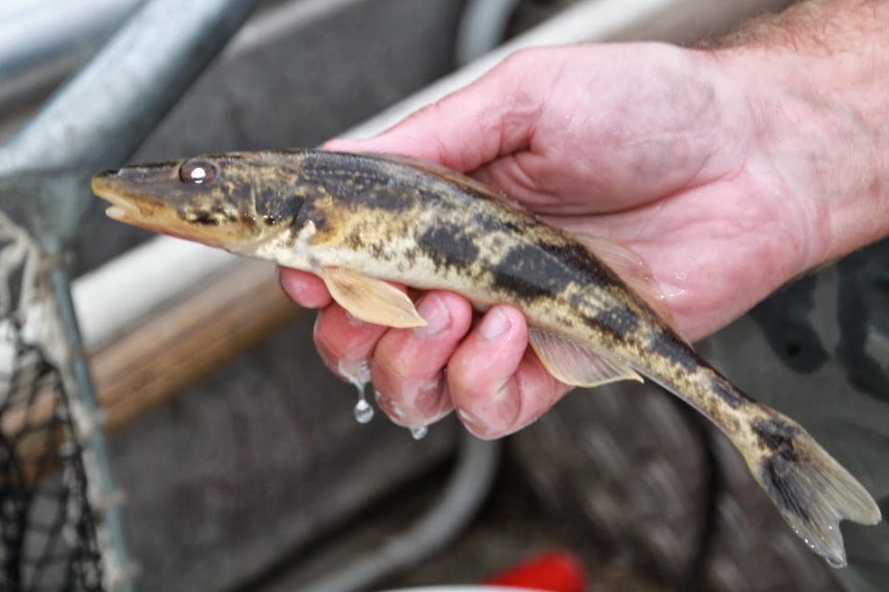 Donauinseln: From zingel to pipefish - Tack diary of the 3rd Joint ...