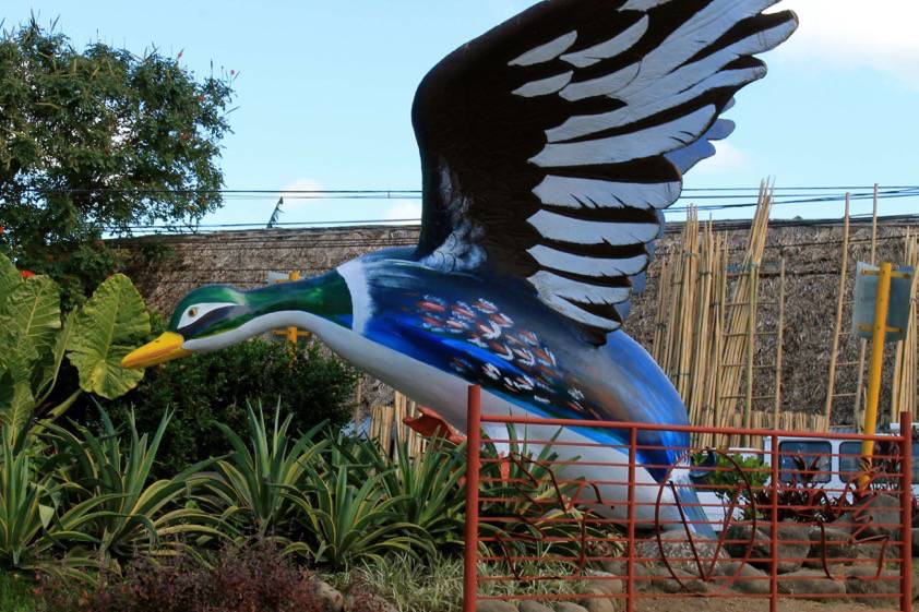 Top 10 Festivals of the Province of LAGUNA: Victoria, Laguna - Itik ...