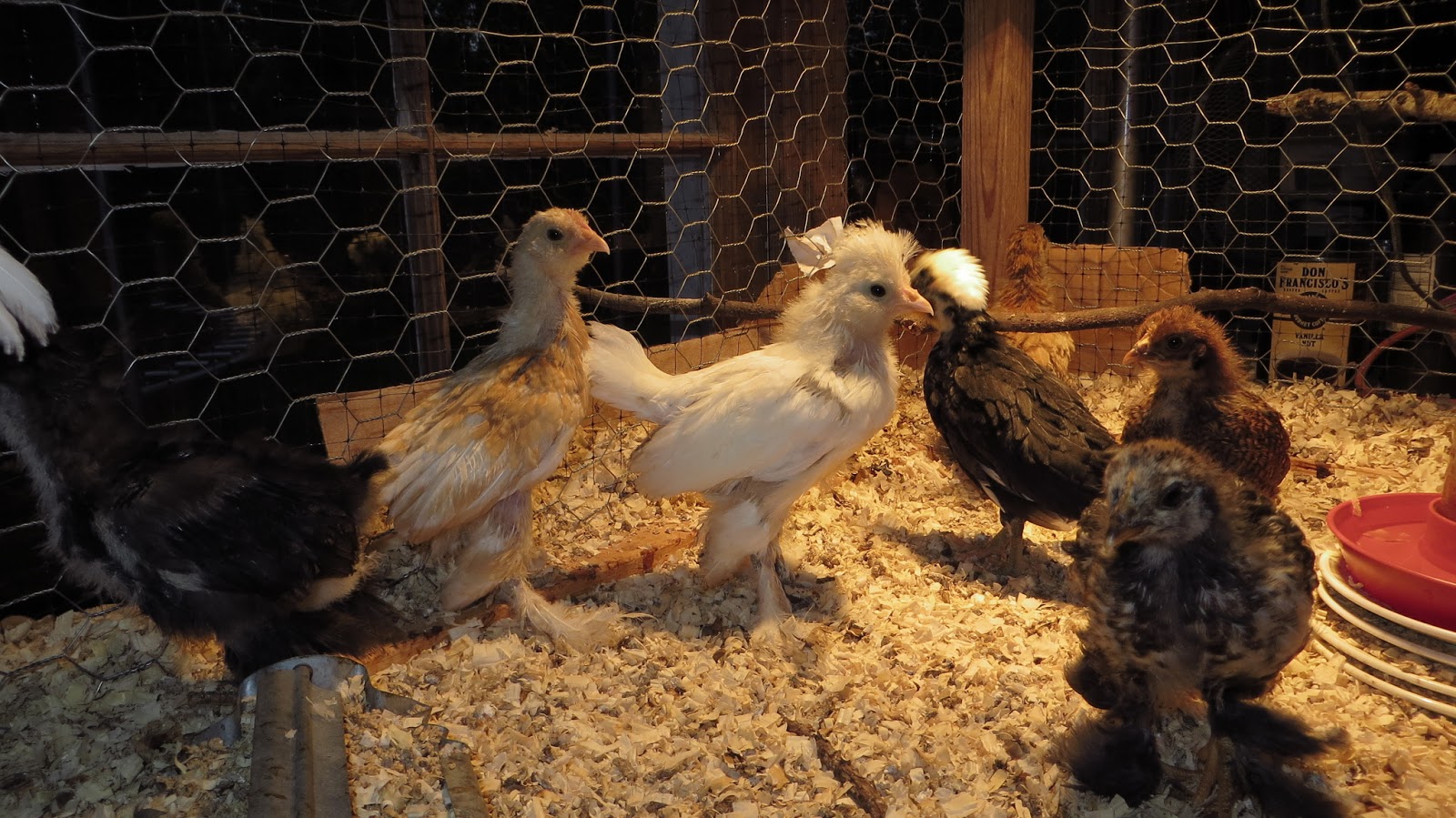 Feather Feet & Vulture Hocks: Chick Progression - The Sultans