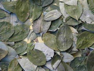 Mi pequeños aportes: Beneficios de la hoja de coca