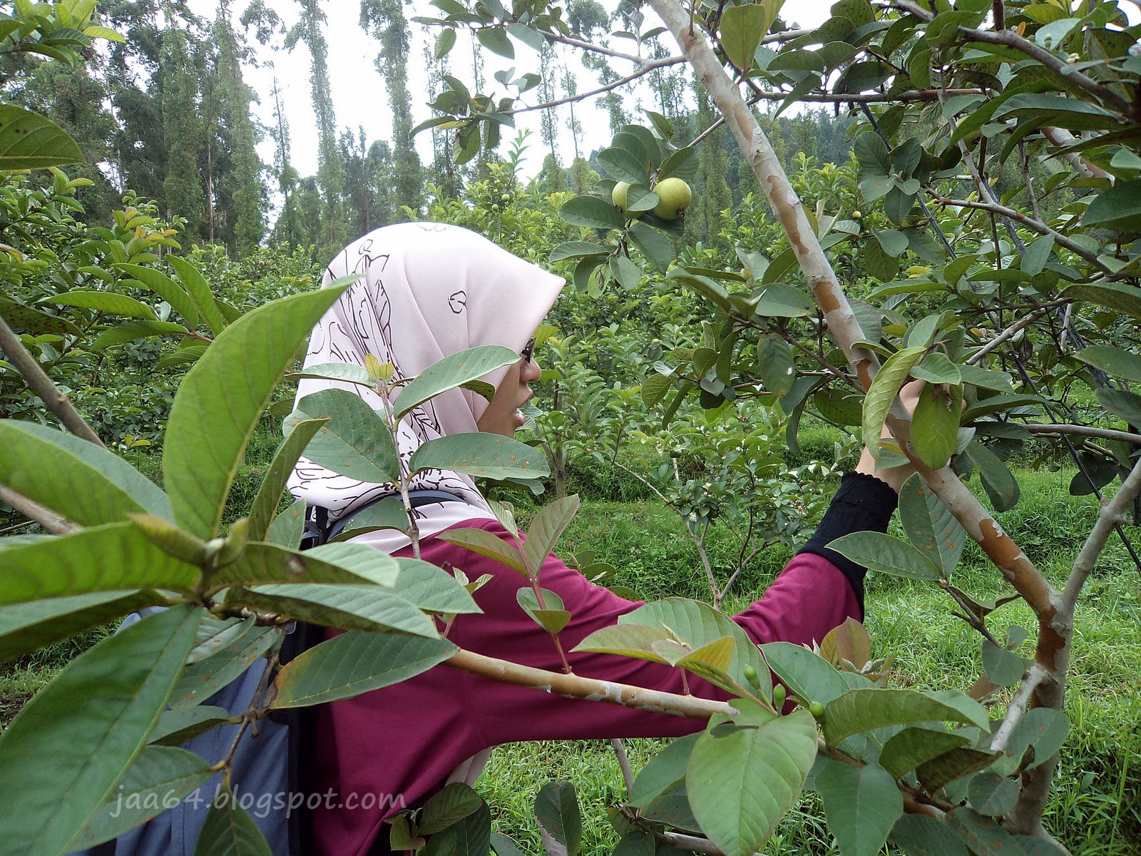 JaA's StorY: Trip to Surabaya and Malang -petik jambu, epal dan taman ...