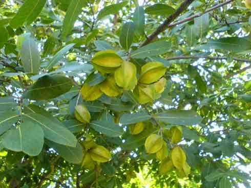 Swati Nakshatra Tree – Which is the tree associated with Swathi birth ...