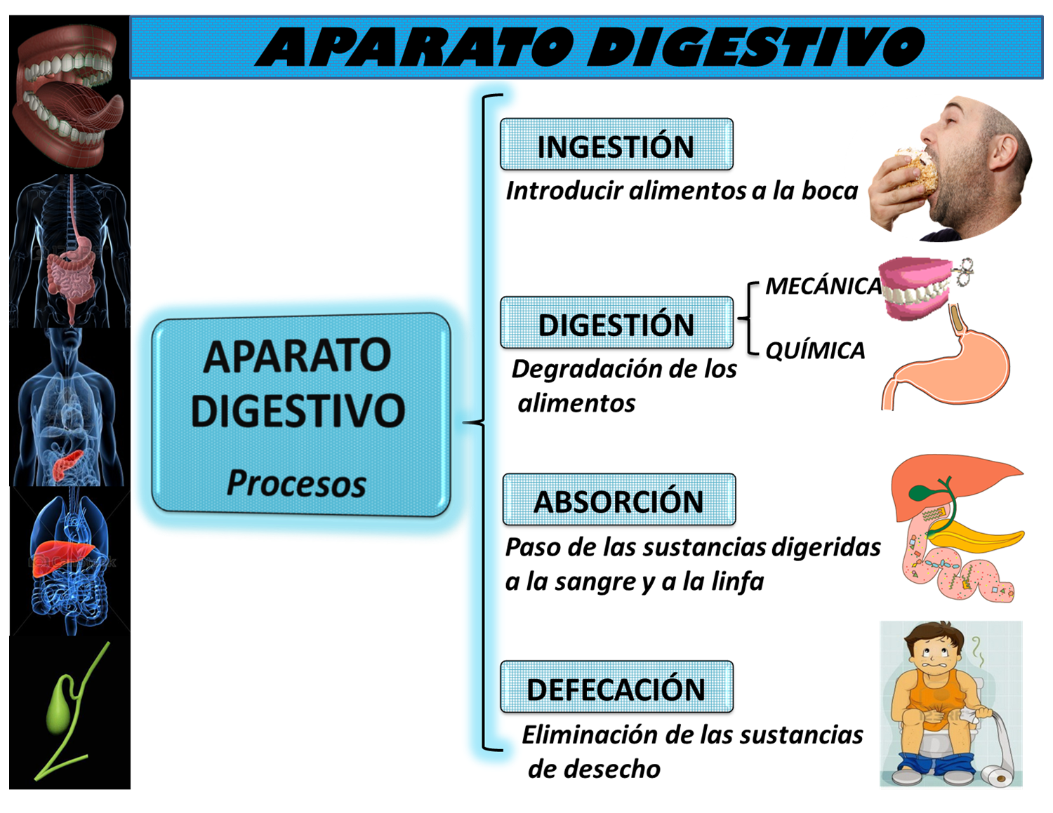 Anatomía y fisiología humana: APARATO DIGESTIVO