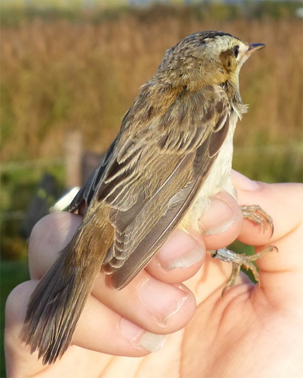 The Barley Birder: Bearded Parrotbill...Reedling or Tit.....Ringing at ...