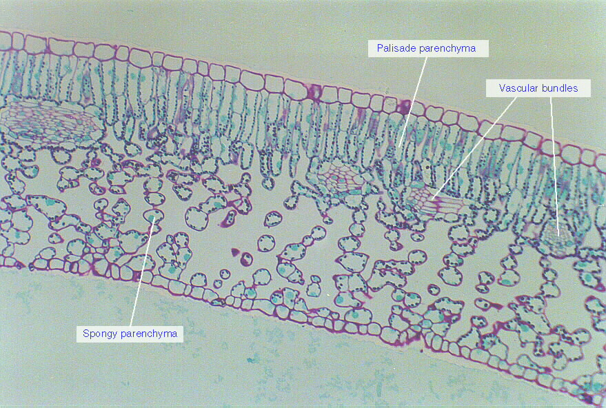 A Botany Blog for Beginners: How does photosynthesis work? (part 1 ...
