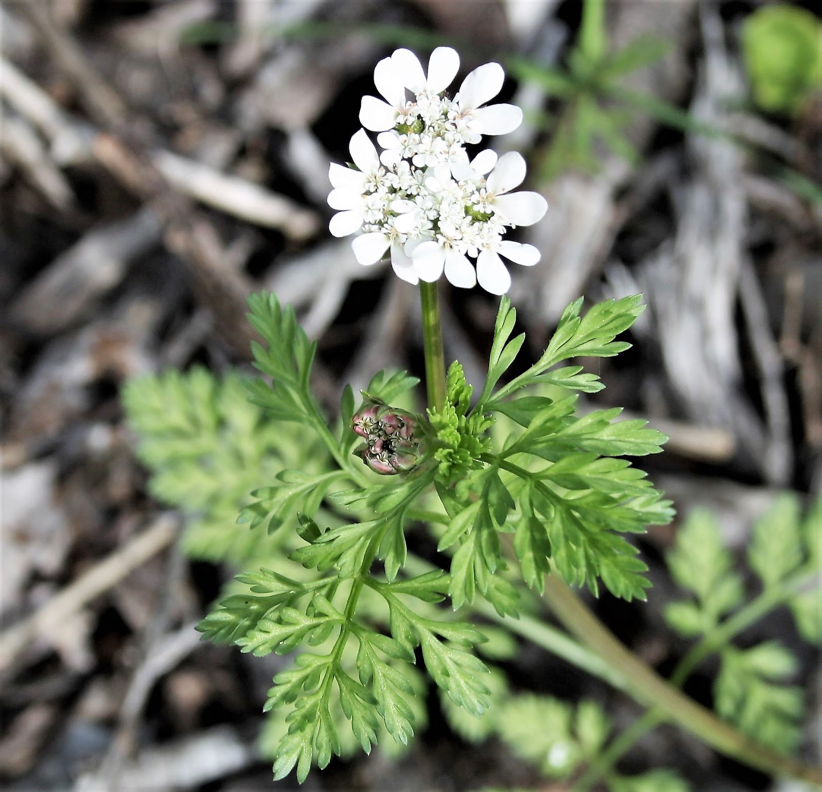 Plantas: Beleza e Diversidade: Orlaya daucoides