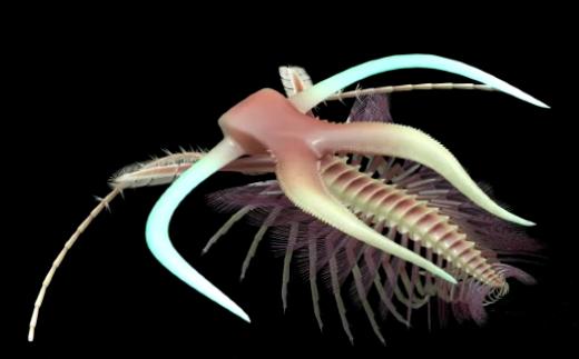 Anomalocaris strikes back! – Pikaia