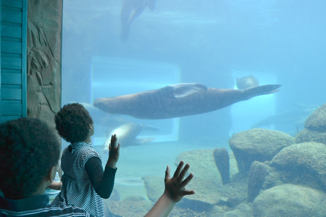 A day out at Colchester Zoo - Tin Box Traveller