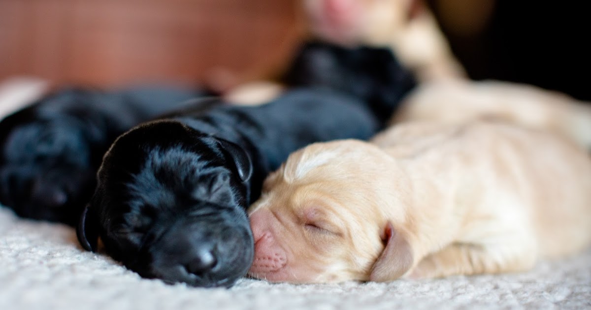 Puppies | UKLabradors.com