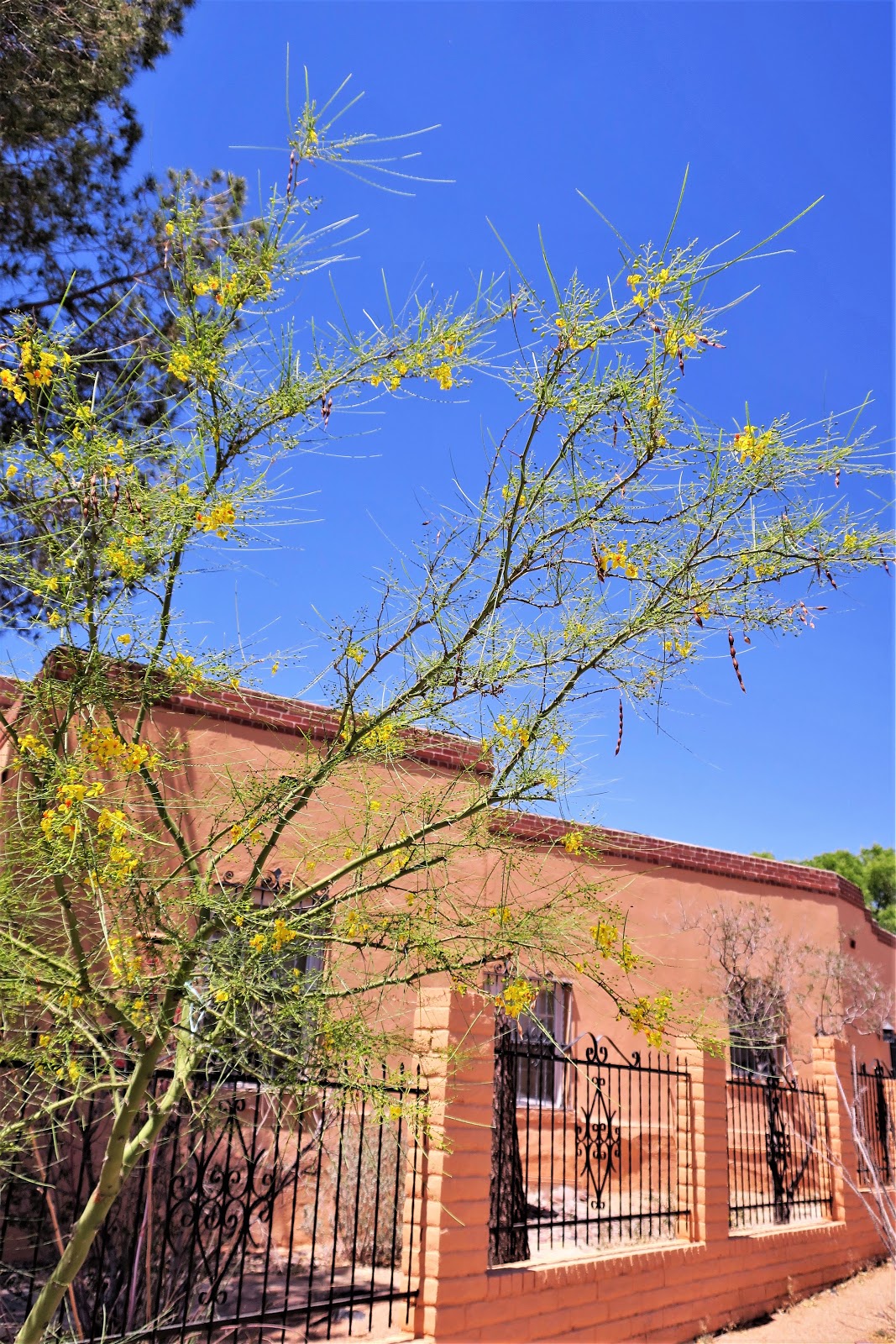 Living Rootless: El Paso: Sunset Heights: Yellow Bird of Paradise