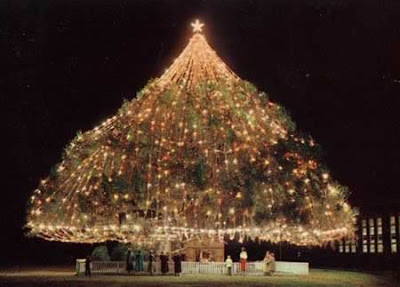 Did you know ???: 5 MOST AMAZING CHRISTMAST TREES