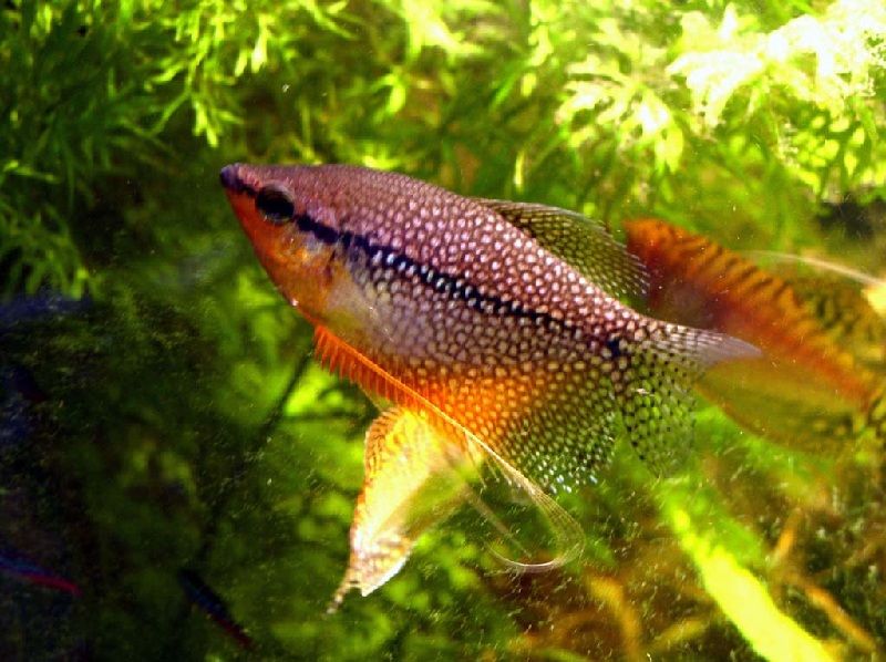 Cara Lengkap Budidaya Ikan Sepat Mutiara (Pearl Gourami)